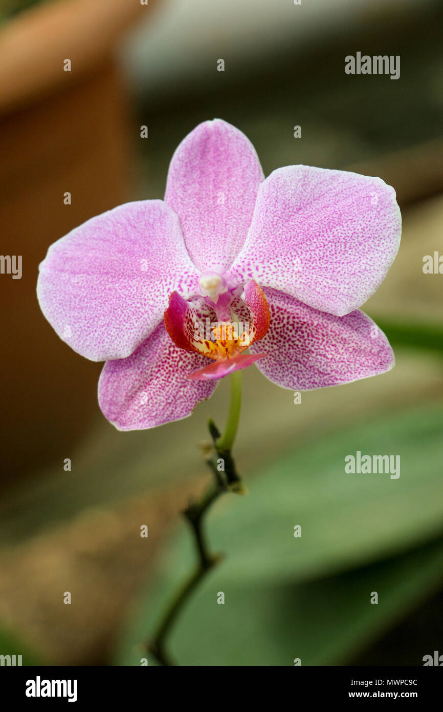Beautiful fresh flowers in nature background Stock Photo - Alamy