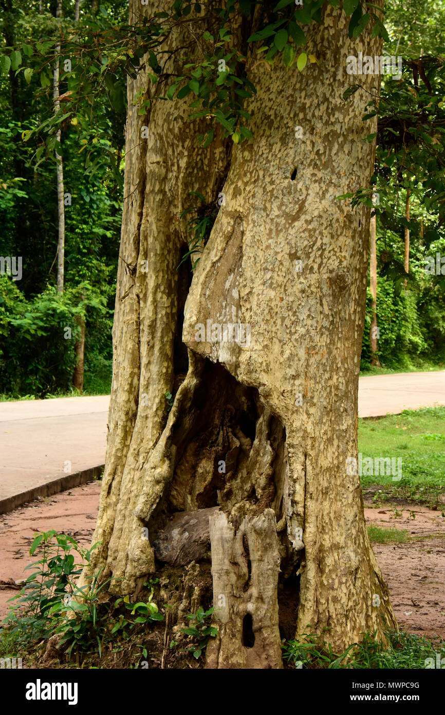 A very old tree, rotting from the inside here in the vast grounds of ...