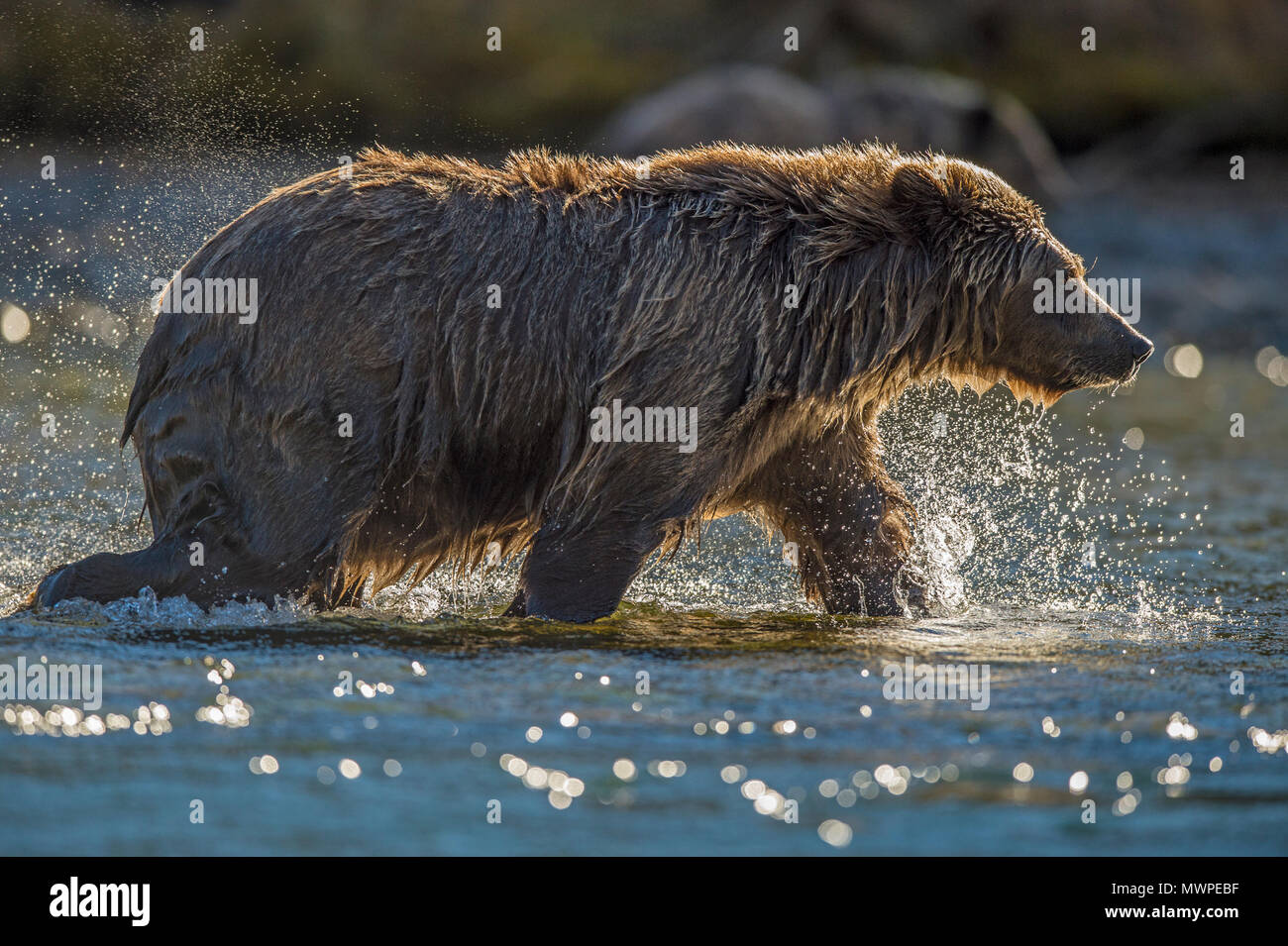 Grizzly bear (Ursus arctos) Hunting spawning salmon. Chilcotin ...