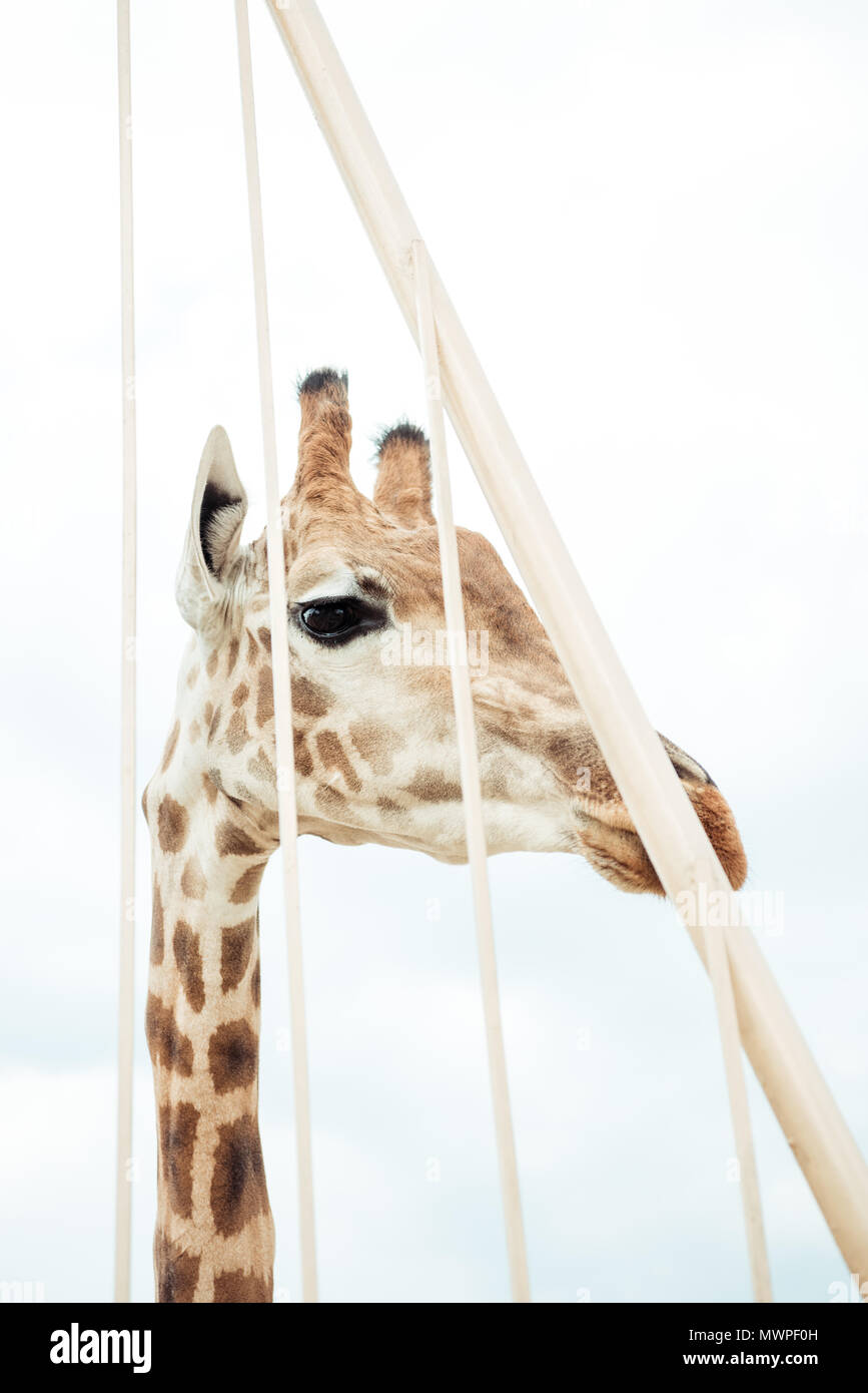 low angle view of beautiful reticulated giraffe against sky in zoo ...