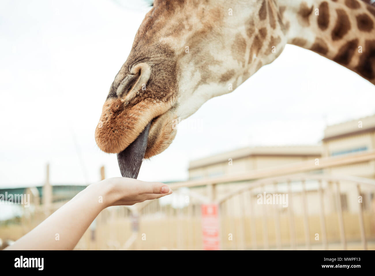 partial view of giraffe licking female hand in zoo Stock Photo - Alamy