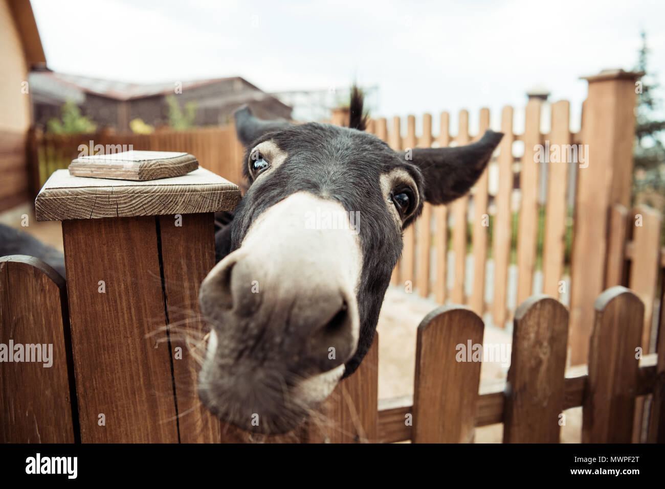 close up view of little donkey looking at camera in zoo Stock Photo - Alamy