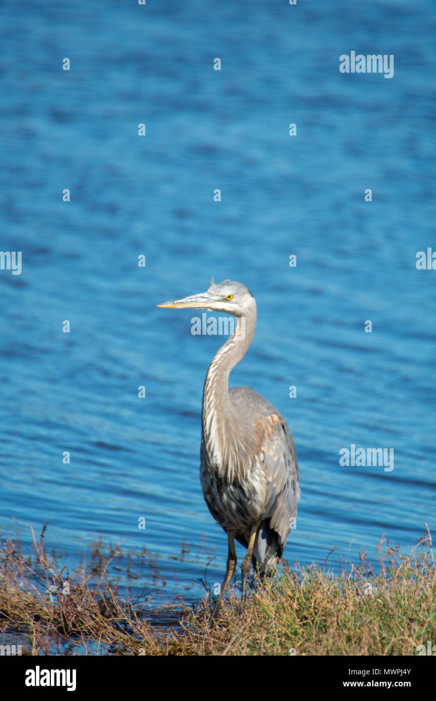 Great Blue Heron Standing on Bank Stock Photo - Alamy