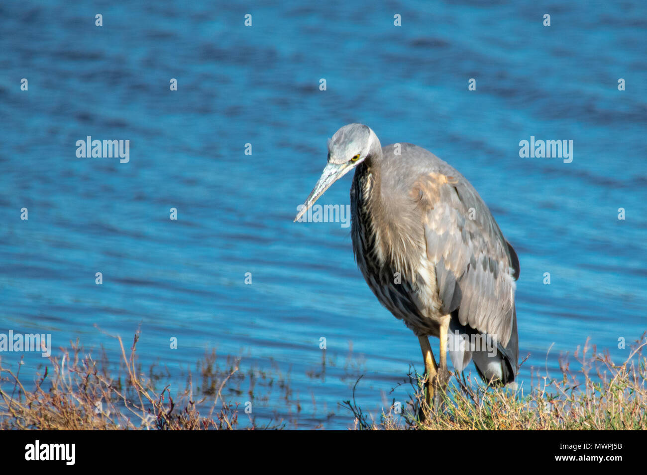 Great Blue Heron Standing on Bank Stock Photo - Alamy