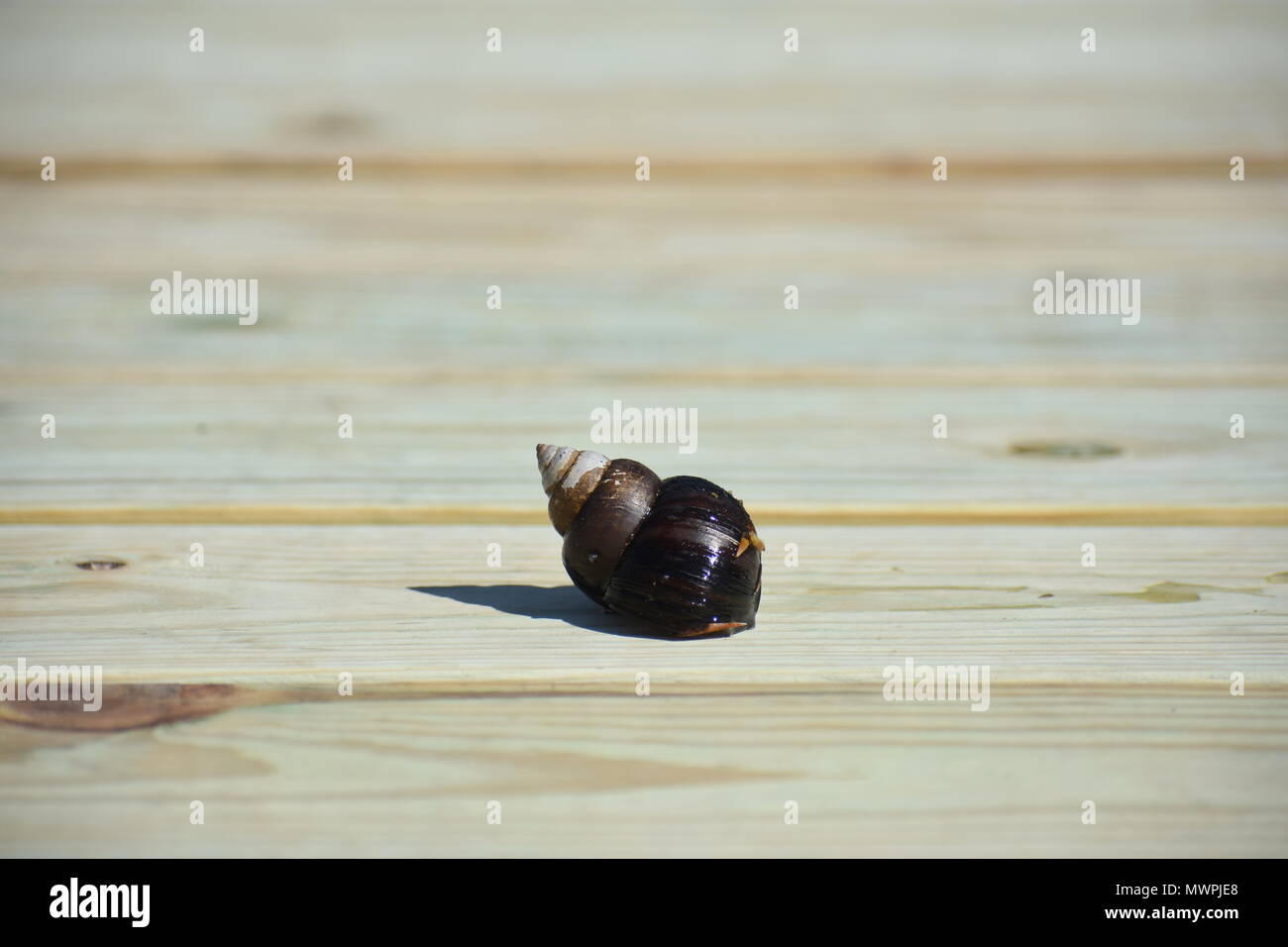 A singular shell hi-res stock photography and images - Alamy