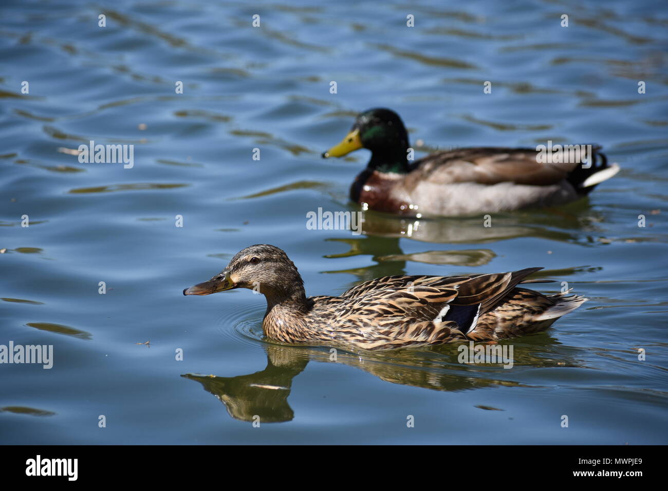 Pond and ducks hi-res stock photography and images - Alamy