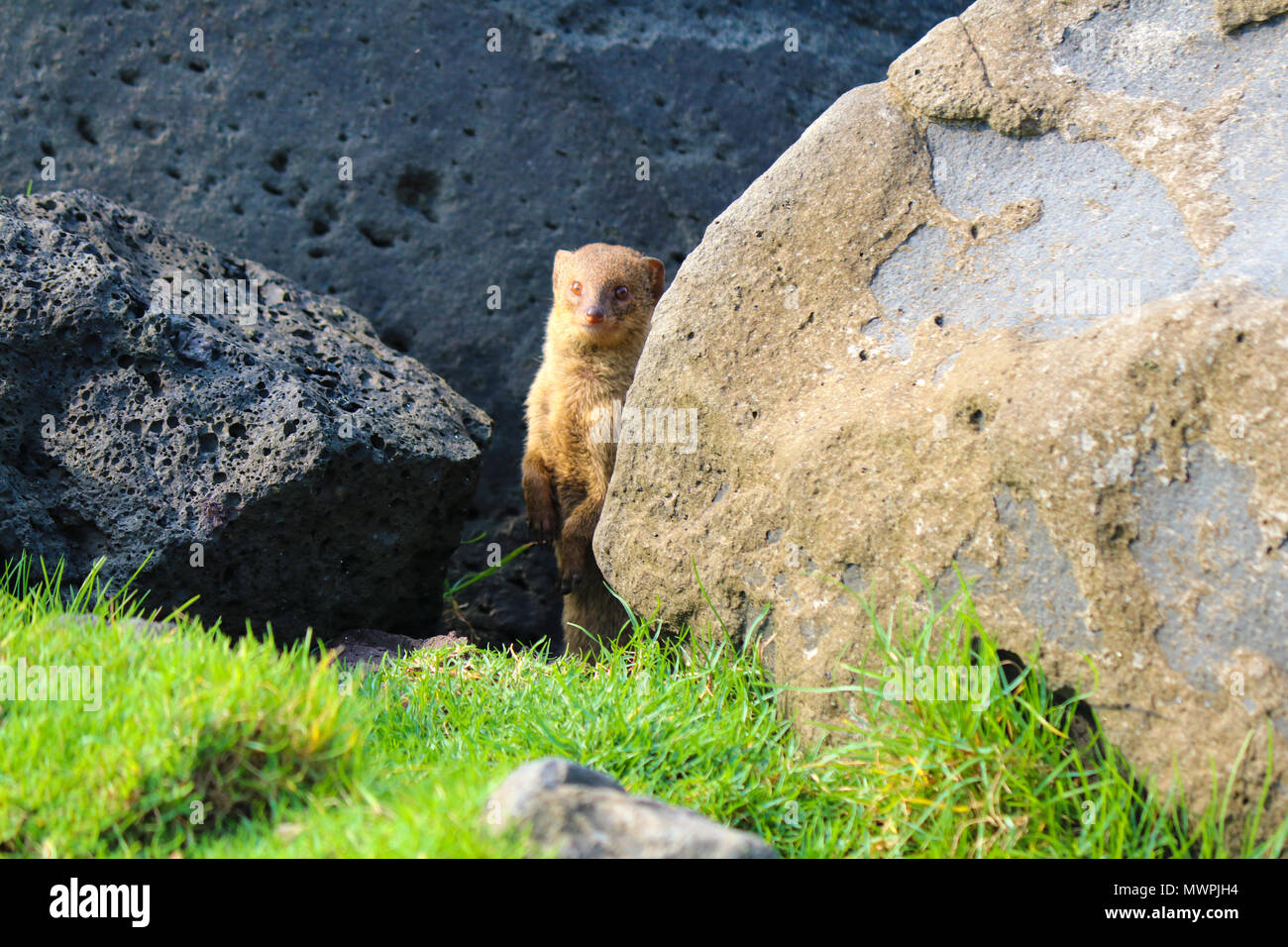 Indian mongoose snake hi-res stock photography and images - Alamy