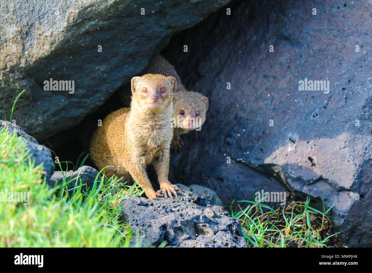 Indian mongoose in hawaii hi-res stock photography and images - Alamy