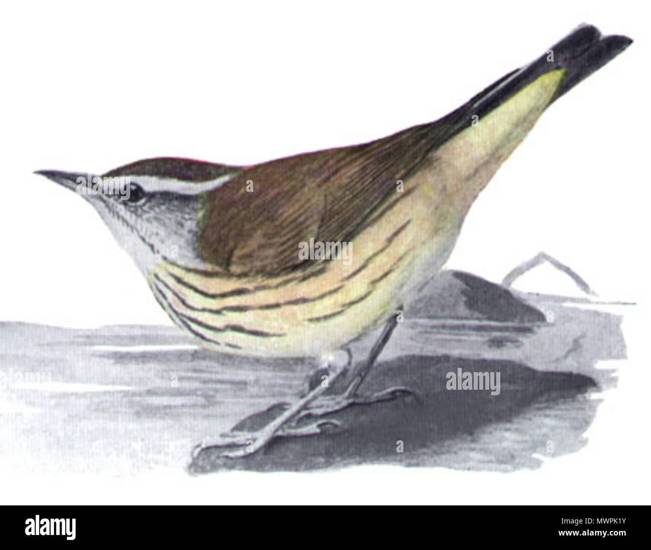 . Louisiana Waterthrush, Parkesia motacilla, offset printing after ...