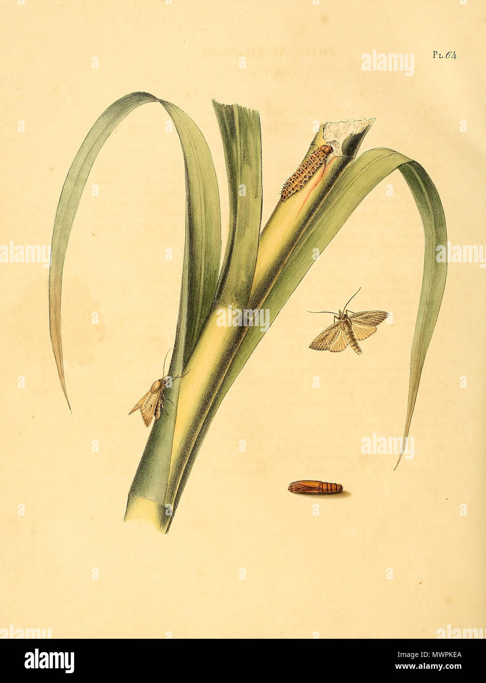 Diatraea saccharalis hi-res stock photography and images - Alamy