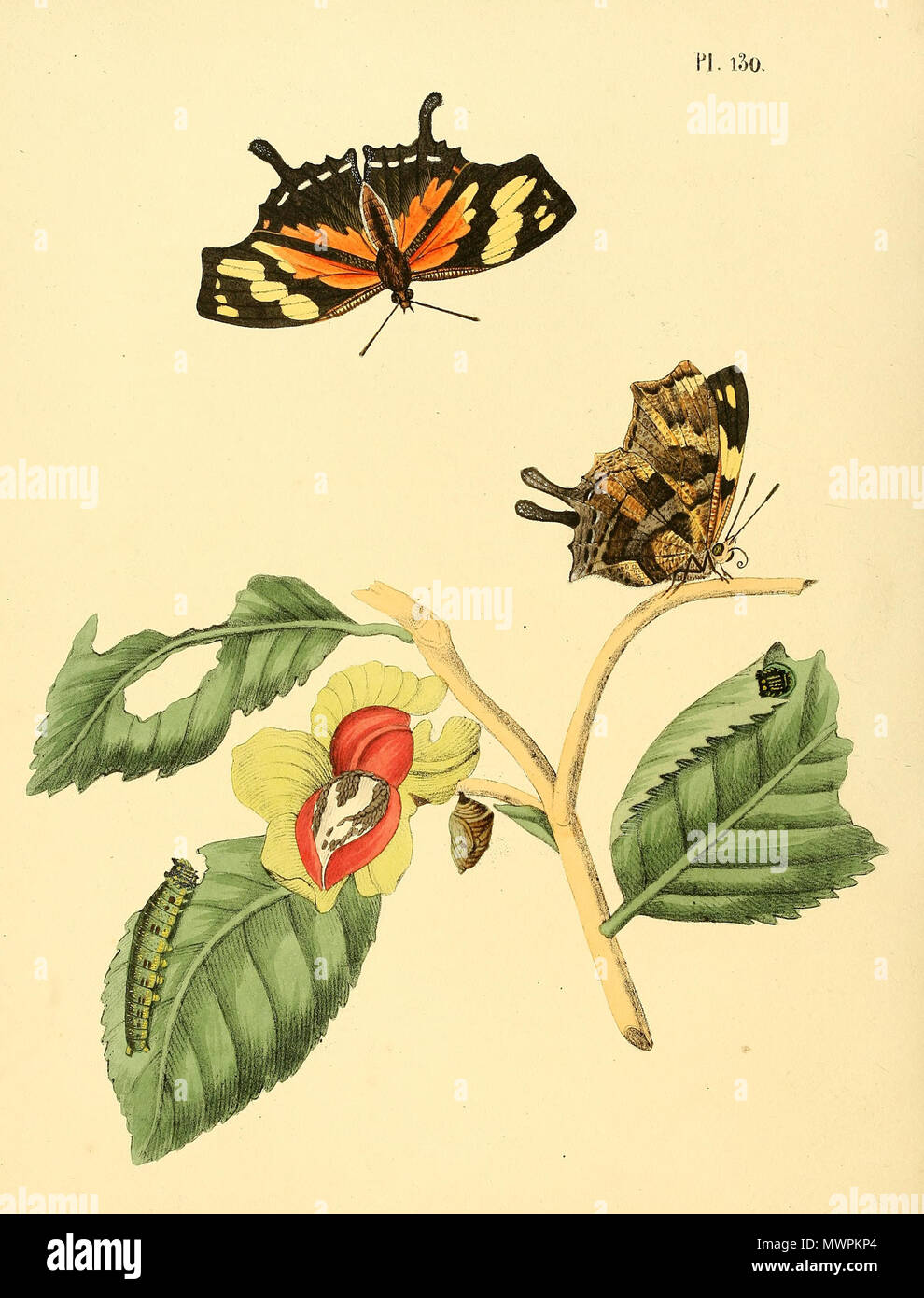 . Illustration of: Consul fabius (as syn. Papilio fabius) . 1852. Jan ...