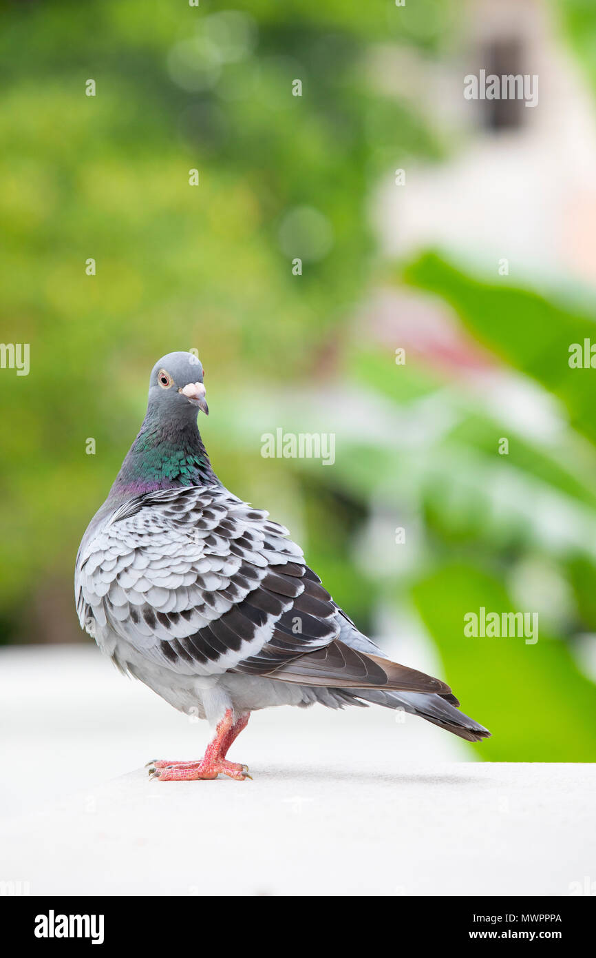 Preen sign hi-res stock photography and images - Alamy