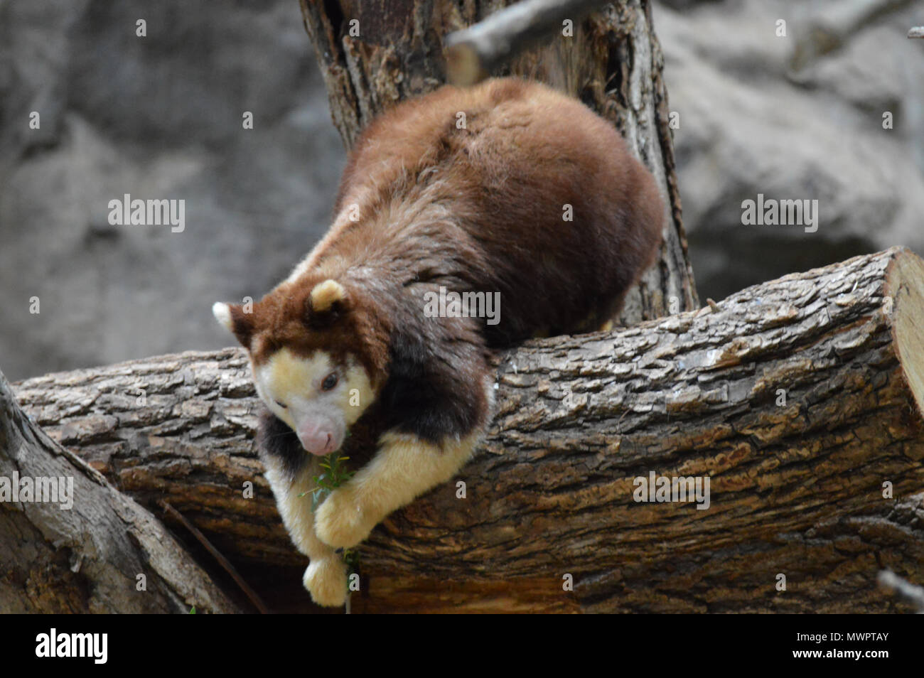 Tree kangaroo on a tree branch eating lettuce Stock Photo - Alamy