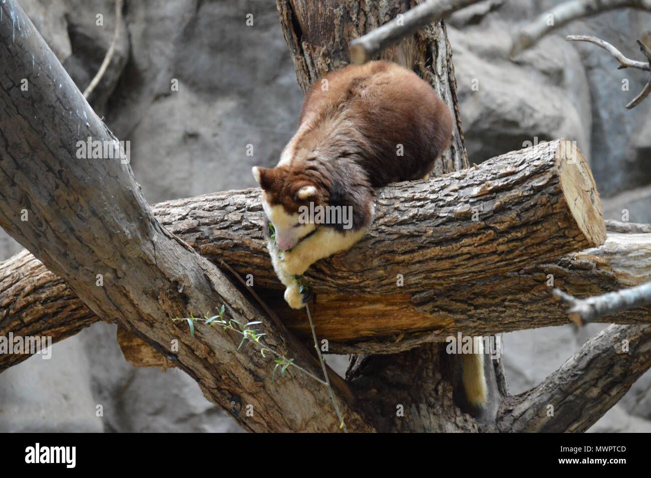 Tree kangaroo on a tree branch eating lettuce Stock Photo - Alamy