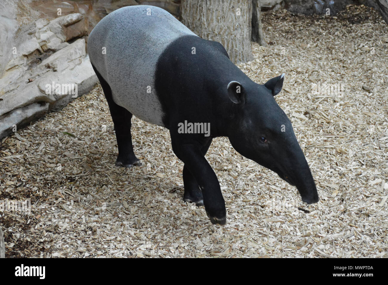 Walking tapir hi-res stock photography and images - Alamy