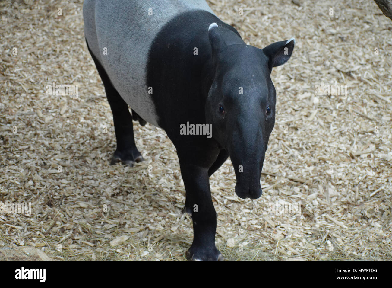 Ground tapir hi-res stock photography and images - Alamy