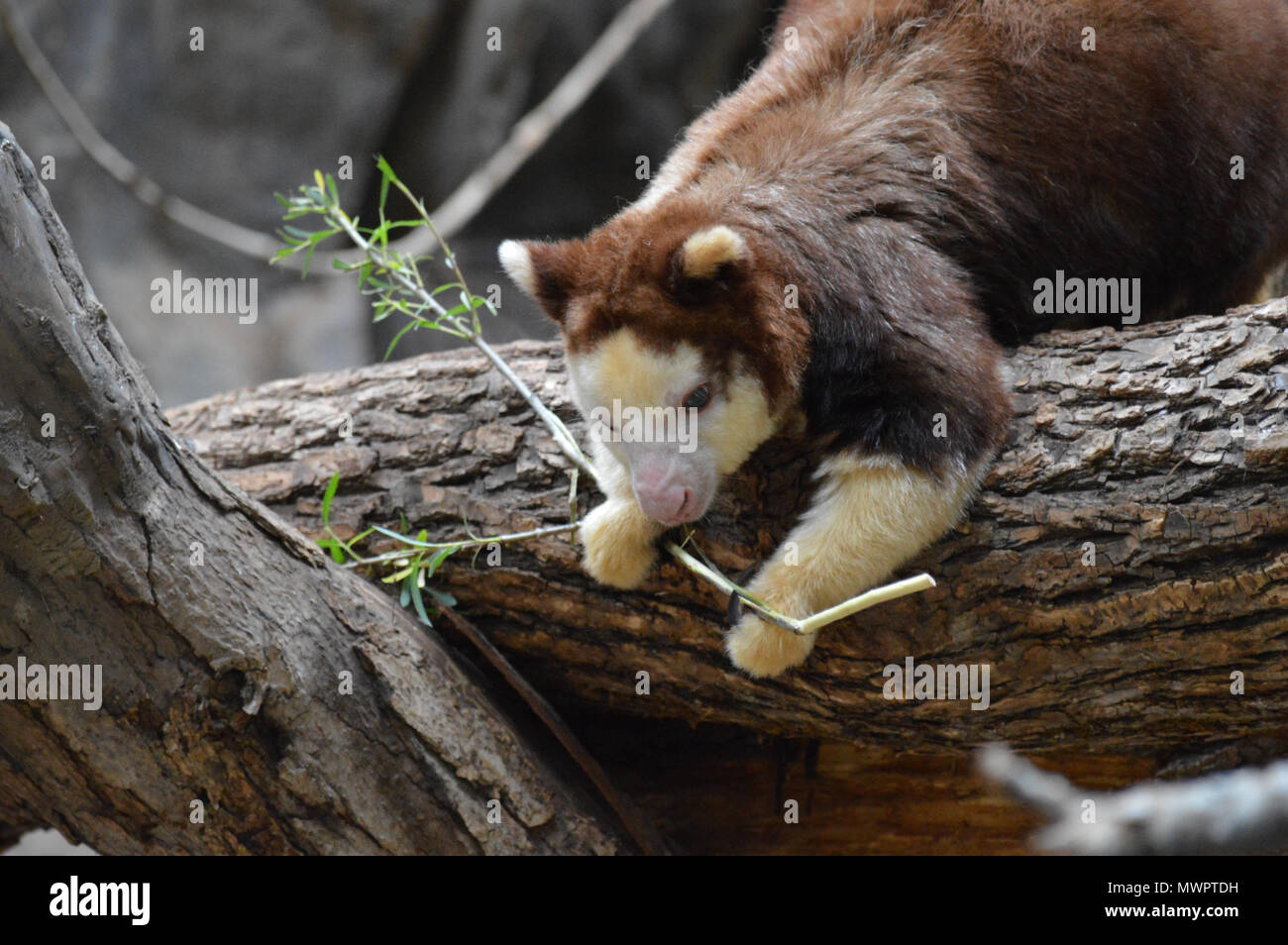 Tree kangaroo on a tree branch eating lettuce Stock Photo - Alamy
