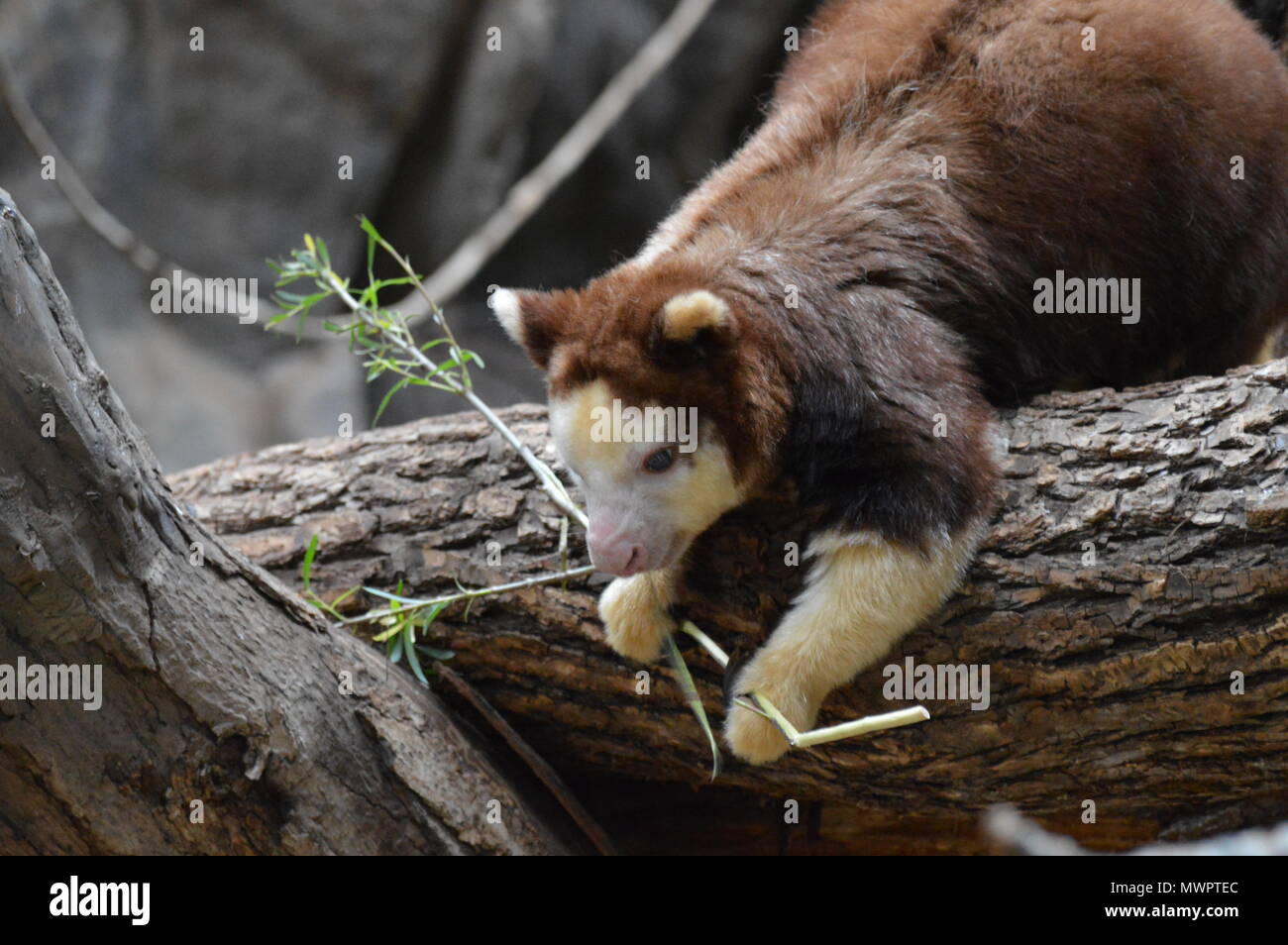 Tree kangaroo on a tree branch eating lettuce Stock Photo - Alamy