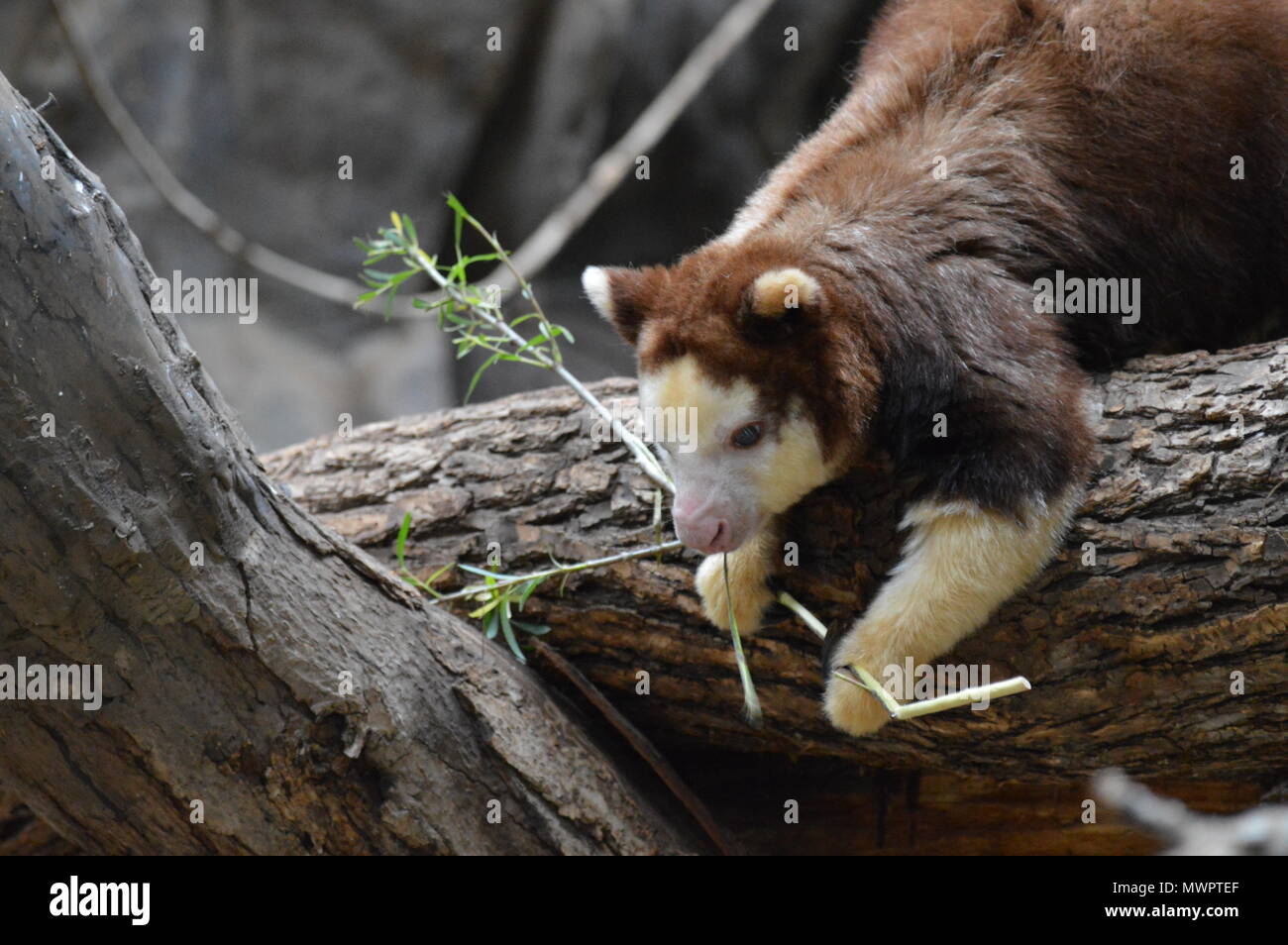 Tree kangaroo on a tree branch eating lettuce Stock Photo - Alamy