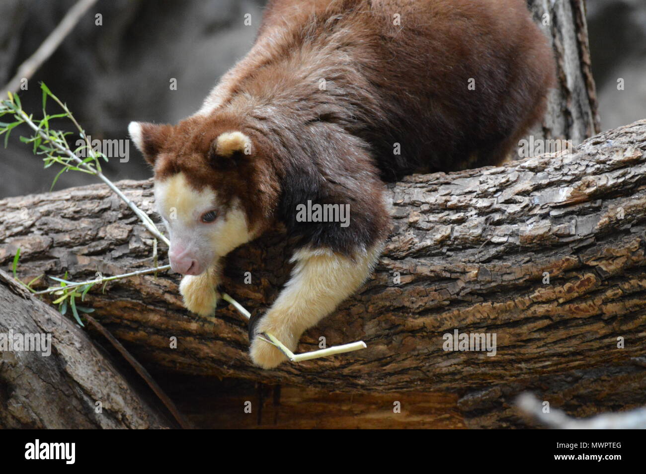 Tree kangaroo on a tree branch eating lettuce Stock Photo - Alamy