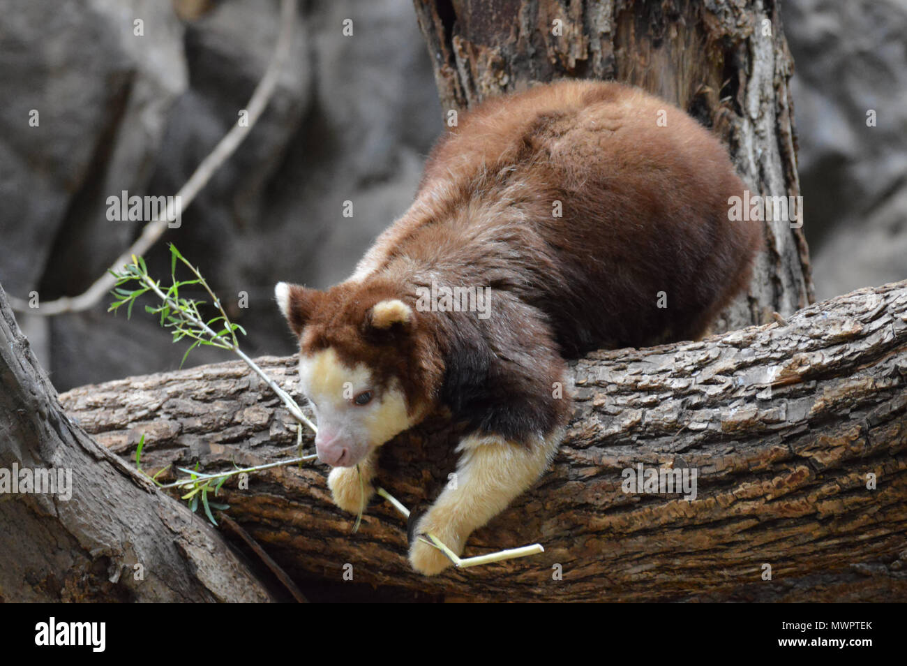 Tree kangaroo on a tree branch eating lettuce Stock Photo - Alamy