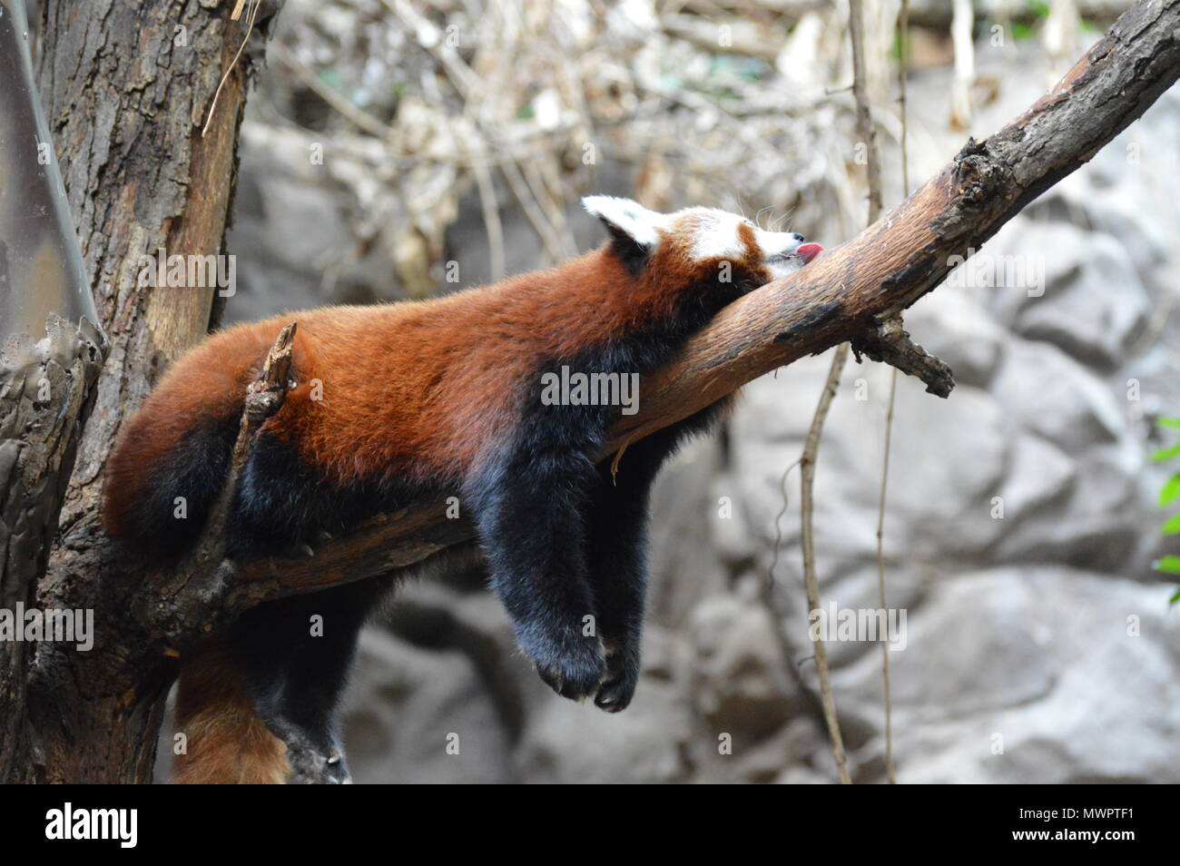 Red panda laying on a tree branch Stock Photo - Alamy