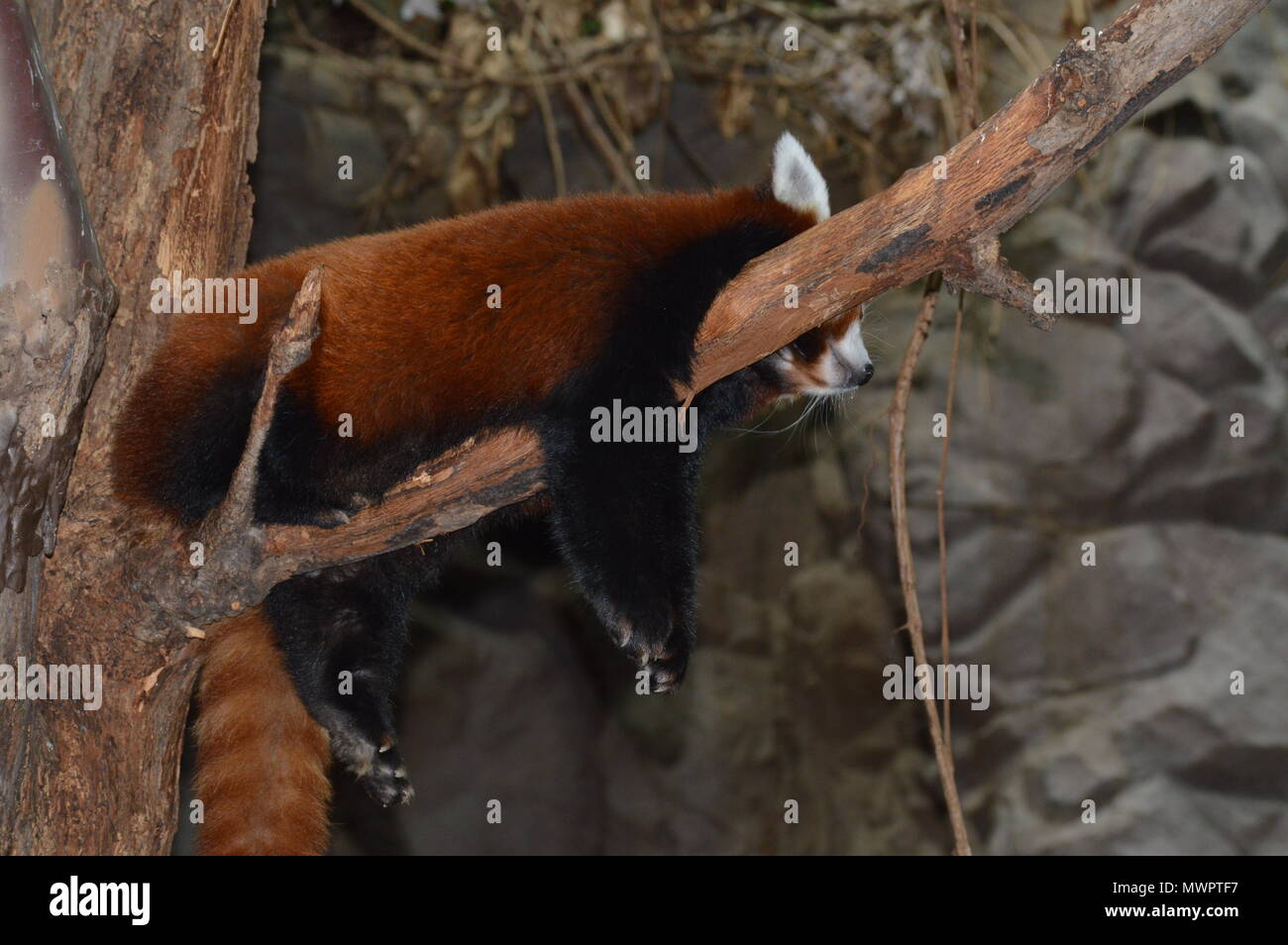 Red panda laying on a tree branch Stock Photo - Alamy