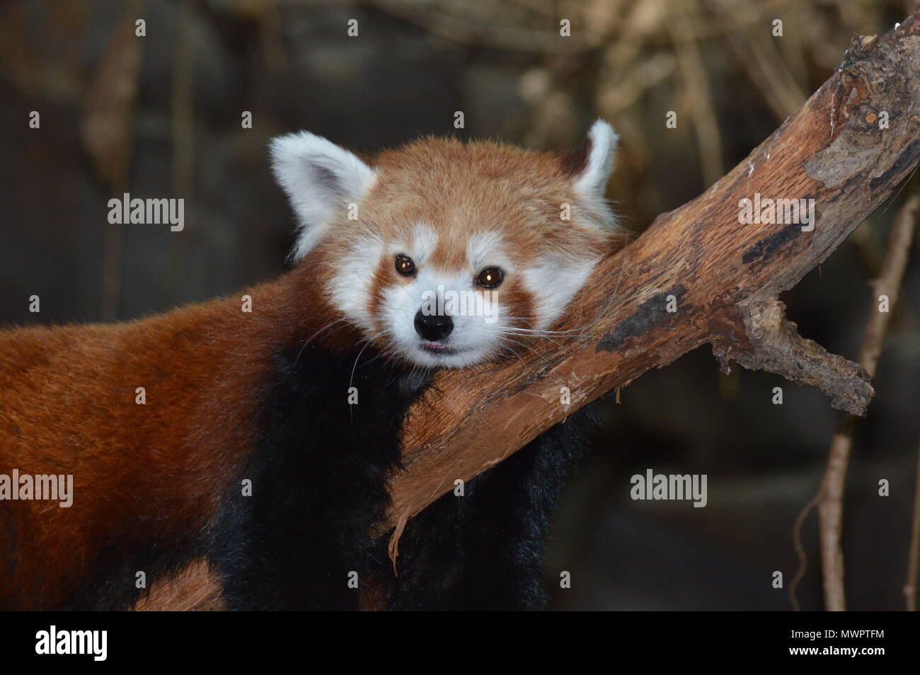 Red panda laying on branch hi-res stock photography and images - Alamy