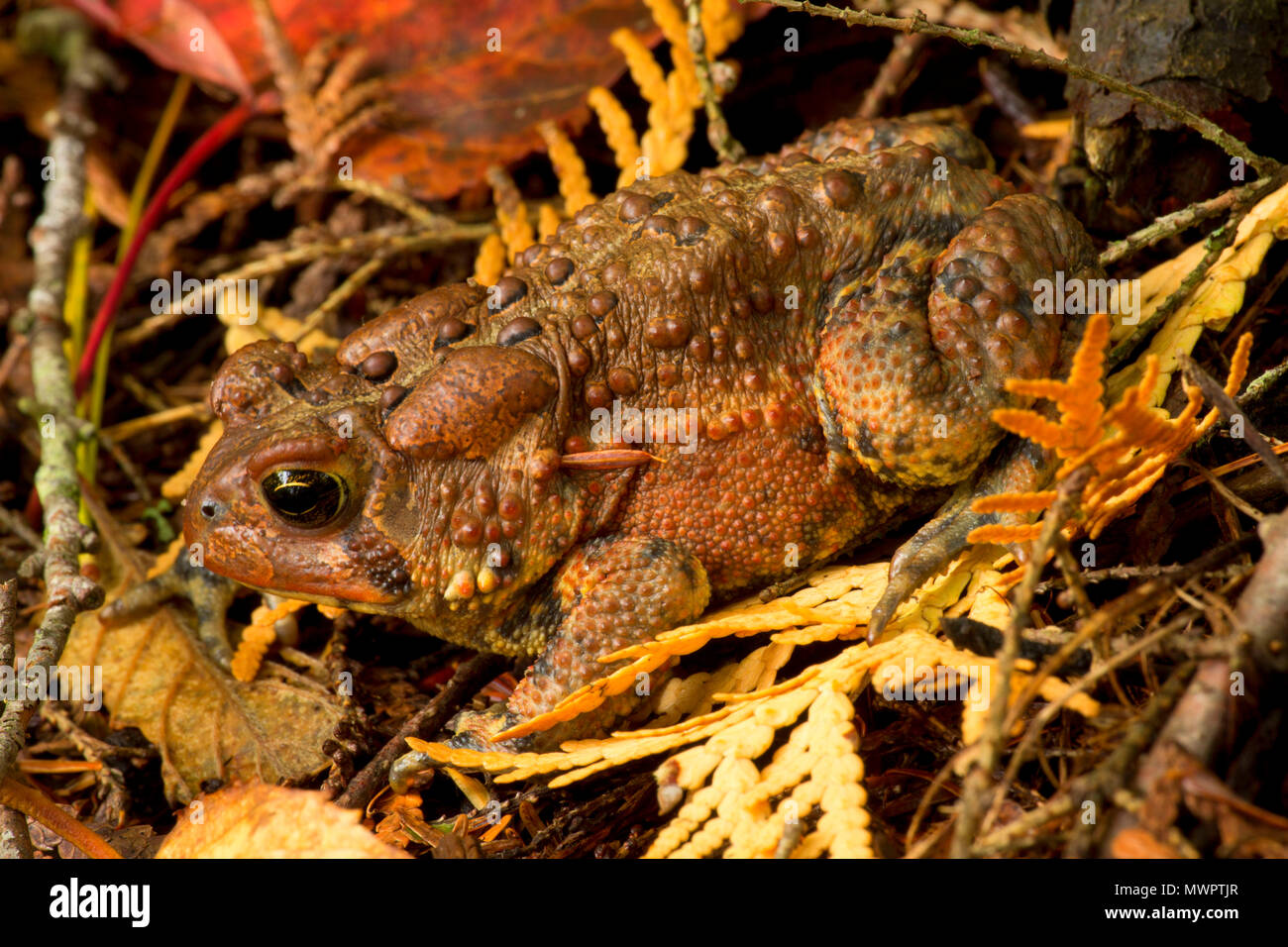 Eastern american toad hi-res stock photography and images - Alamy