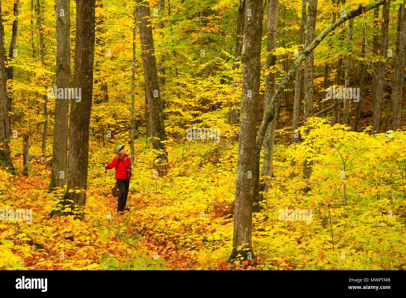 Wolf Mountain Trail, Ottawa National Forest, Michigan Stock Photo - Alamy
