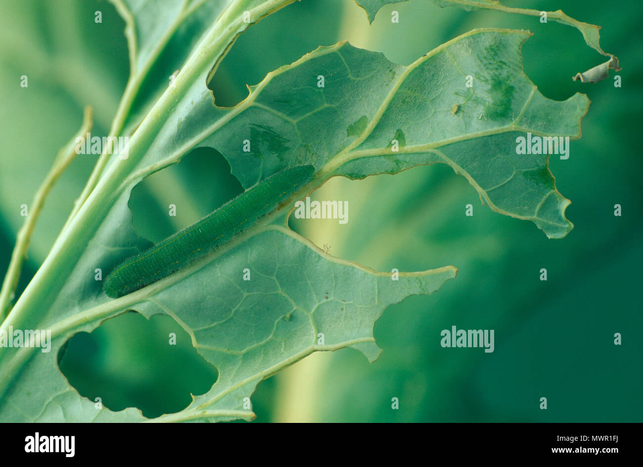 CATERPILLAR OF THE CABBAGE WHITE BUTTERFLY AND THE DAMAGED CAUSED TO ...