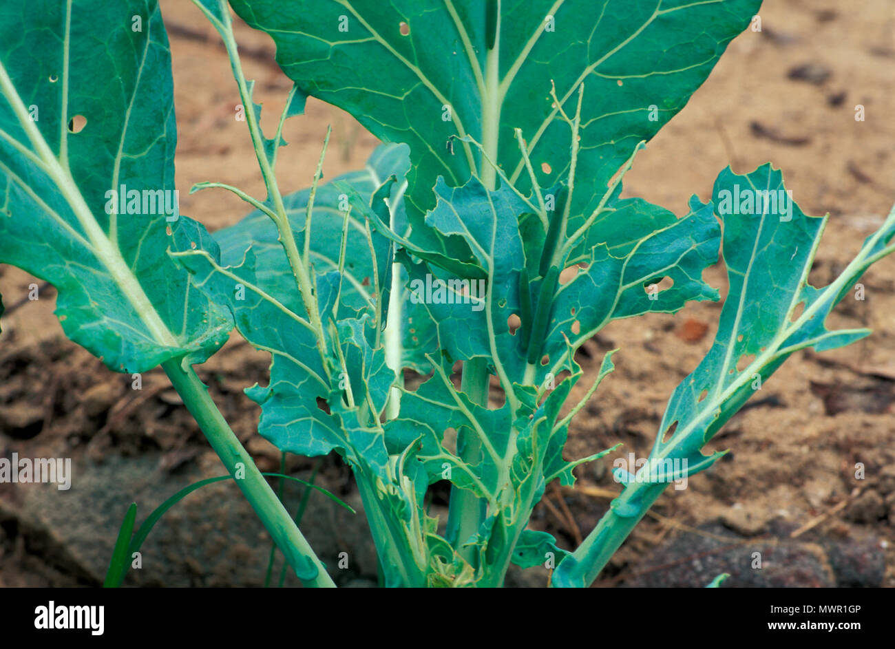 CATERPILLAR OF THE CABBAGE WHITE BUTTERFLY AND THE DAMAGED CAUSED TO ...