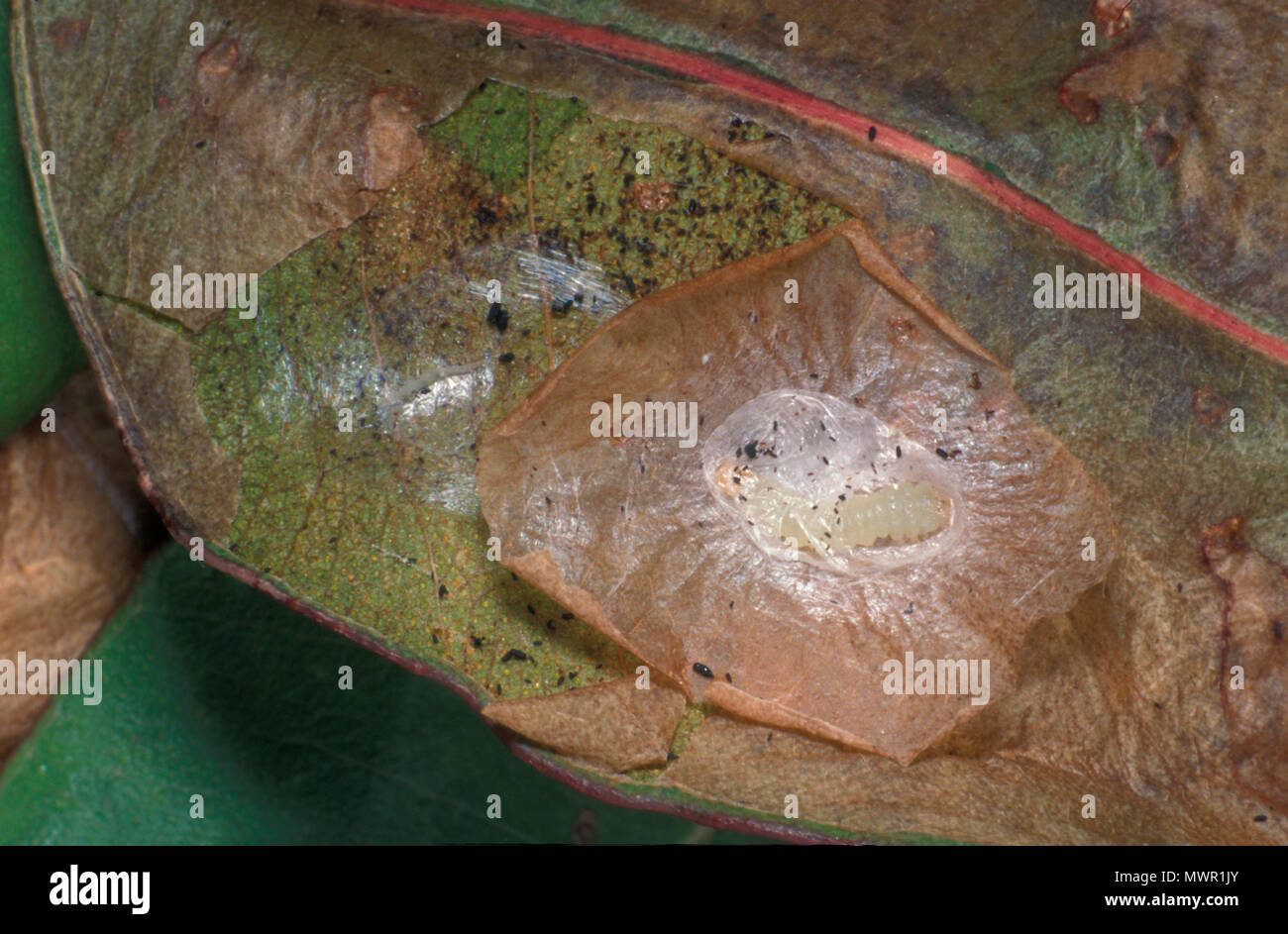 EXPOSED PUPA OF HOMOPTERA, Most hemipterans feed on plants, using their ...