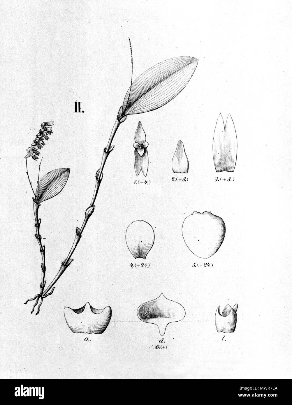 . Illustration of Lepanthopsis floripecten (as syn. Pleurothallis ...