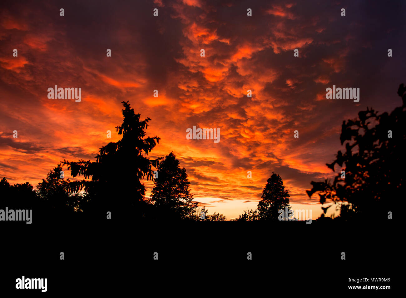 Fiery sunset with tree silhouettes Stock Photo - Alamy
