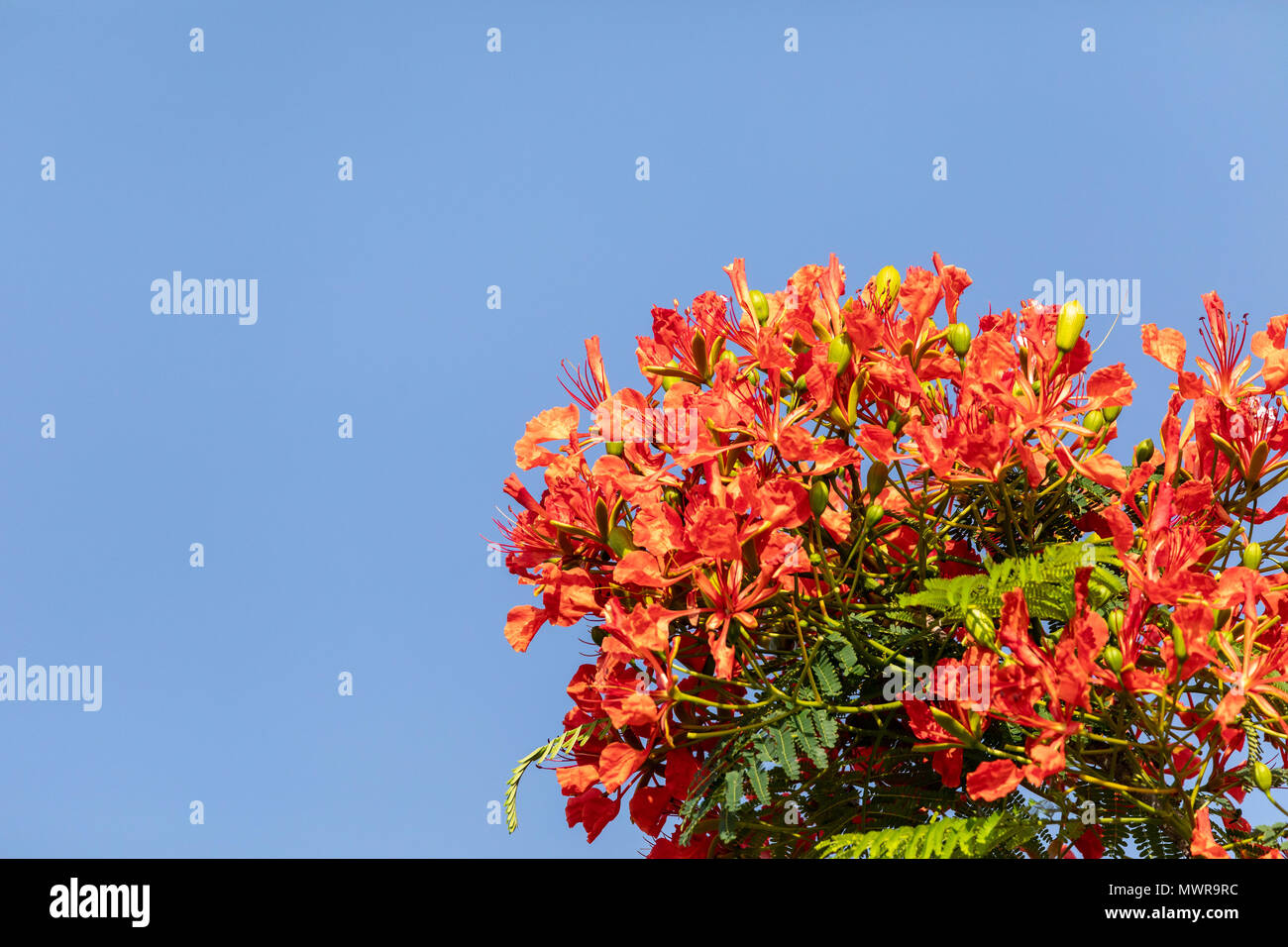 Red flowers on a Royal Poinciana tree Delonix regia also called a flame ...