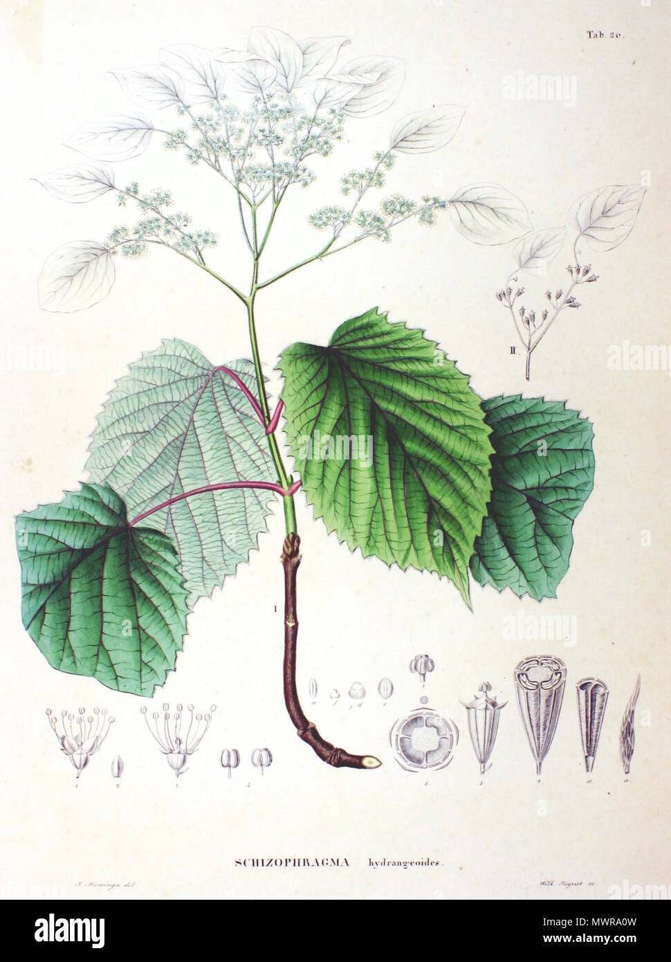 . Schizophragma hydrangeoides Plate from book . 1870. Philipp Franz von ...