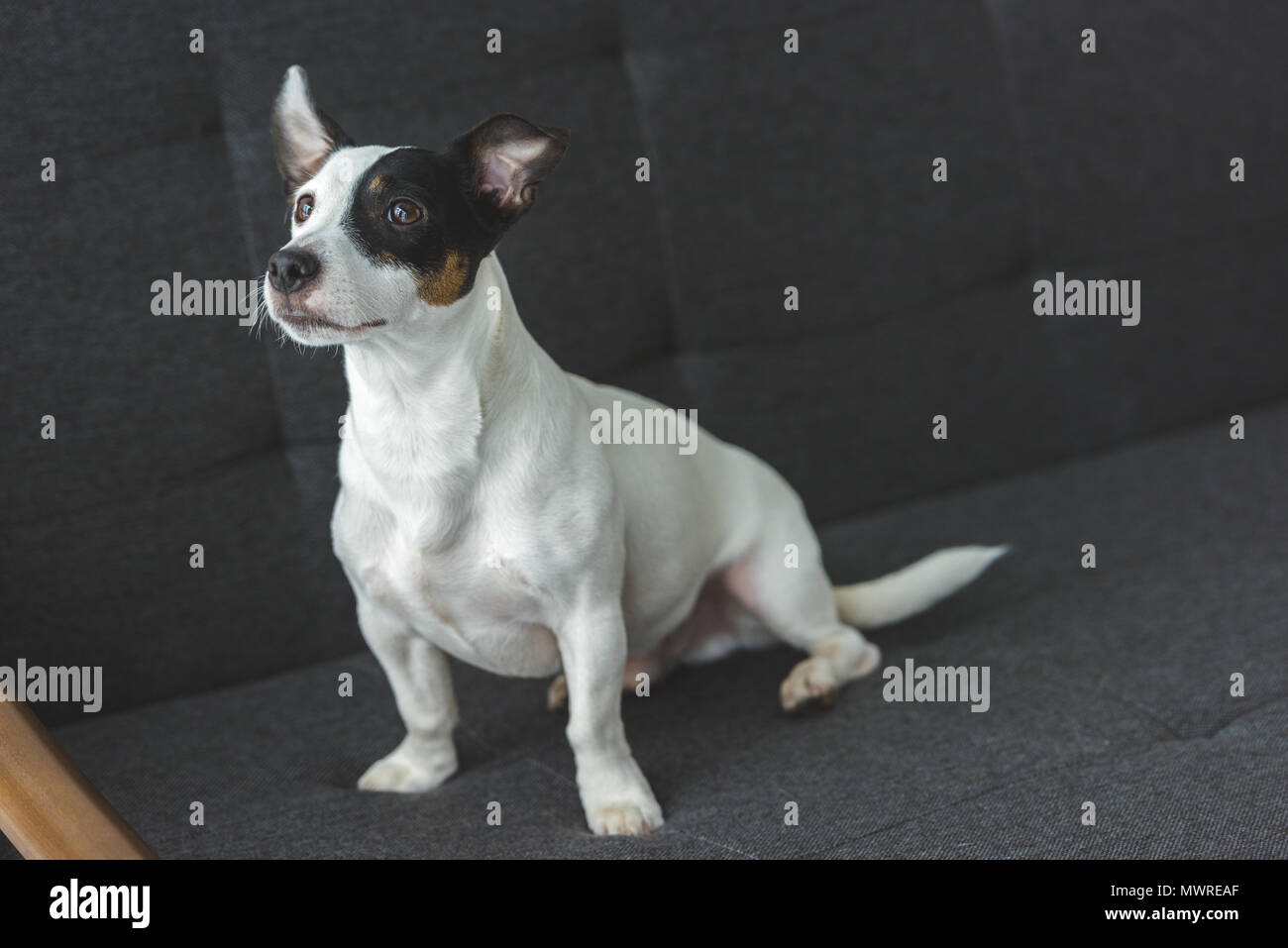 funny jack russell terrier dog sitting on sofa at home Stock Photo - Alamy