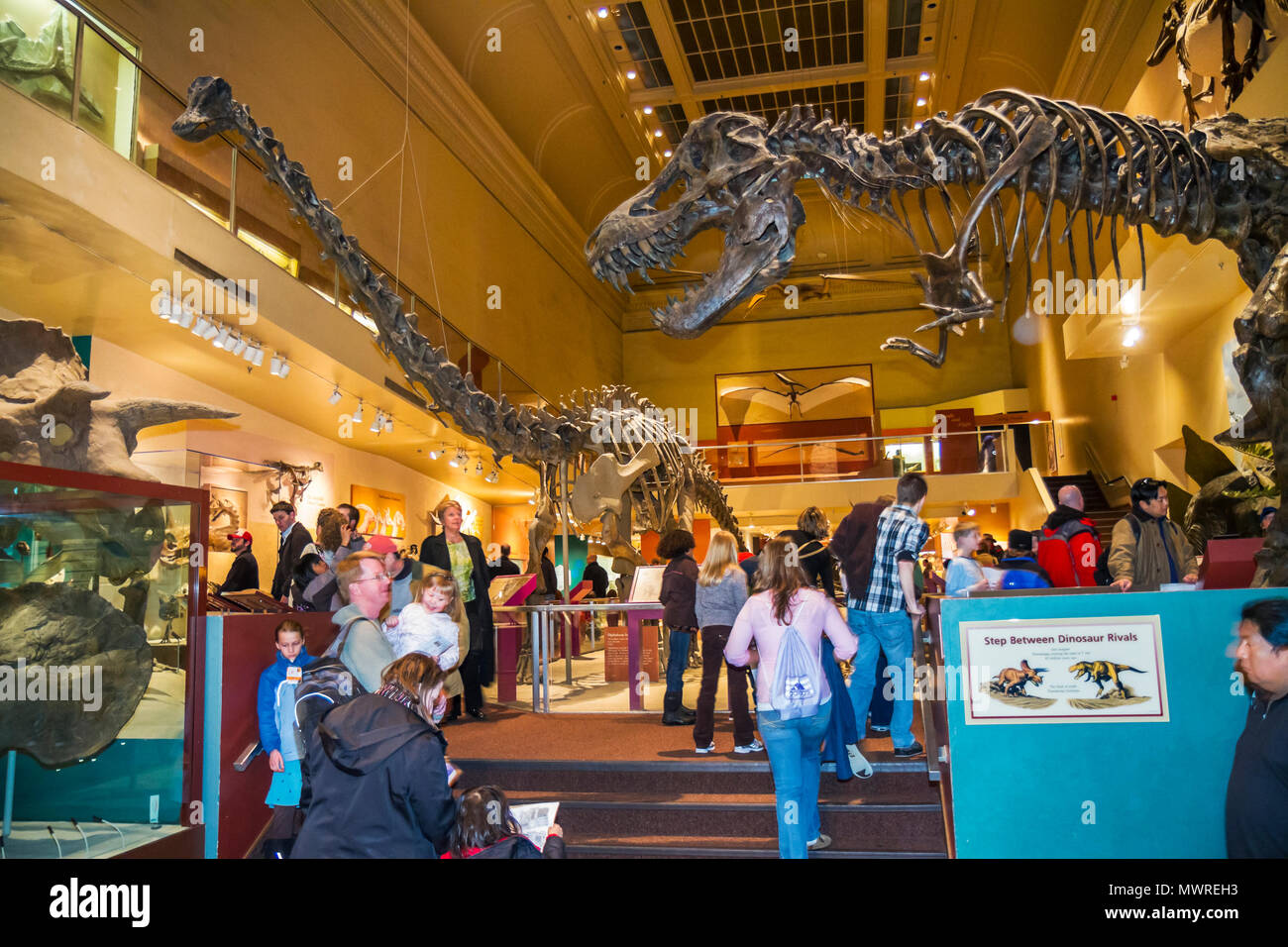 Female t rex hi-res stock photography and images - Alamy