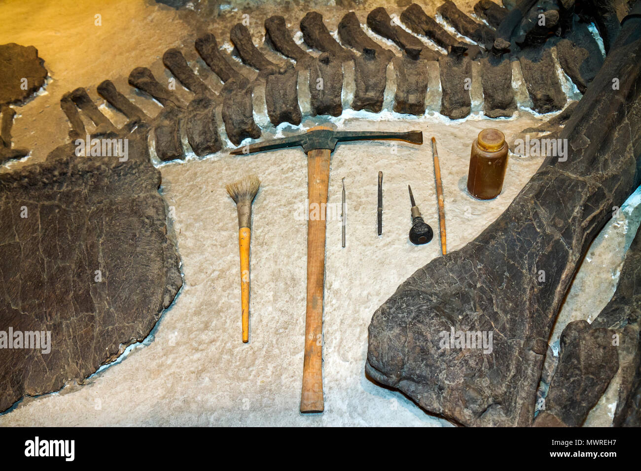Fossil vertebrae hi-res stock photography and images - Alamy