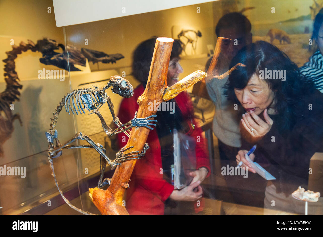 Washington DC D.C.,National Museum of Natural History,exhibit ...