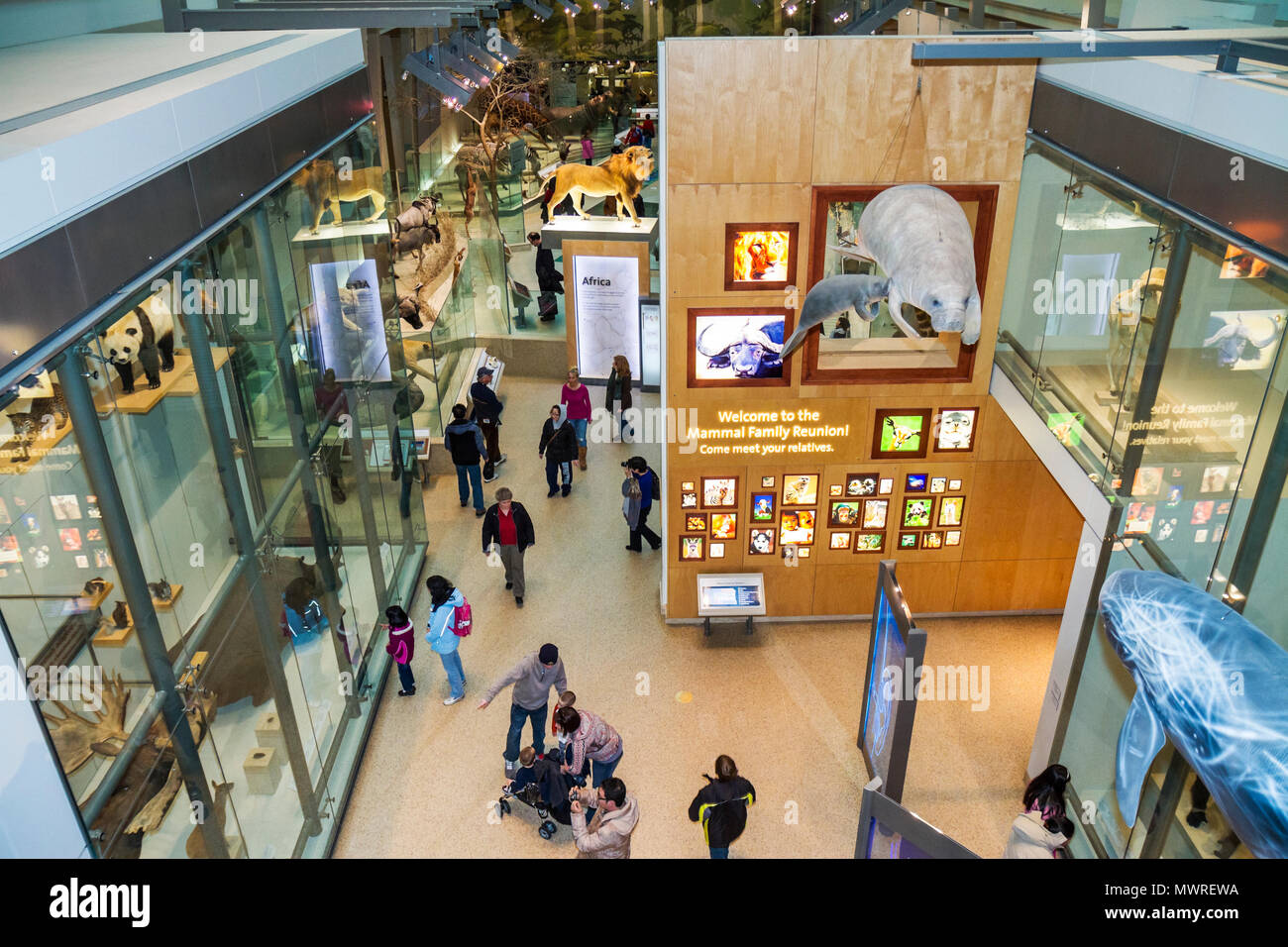 Washington DC,National Museum of Natural History,Mammal Family Reunion ...