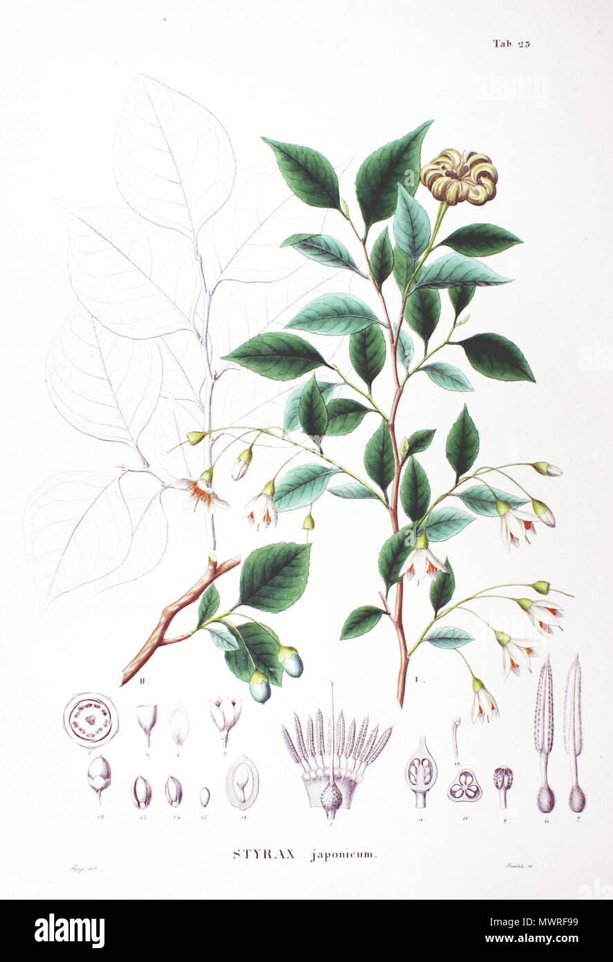 . Plate from book . 1870. Philipp Franz von Siebold and Joseph Gerhard ...