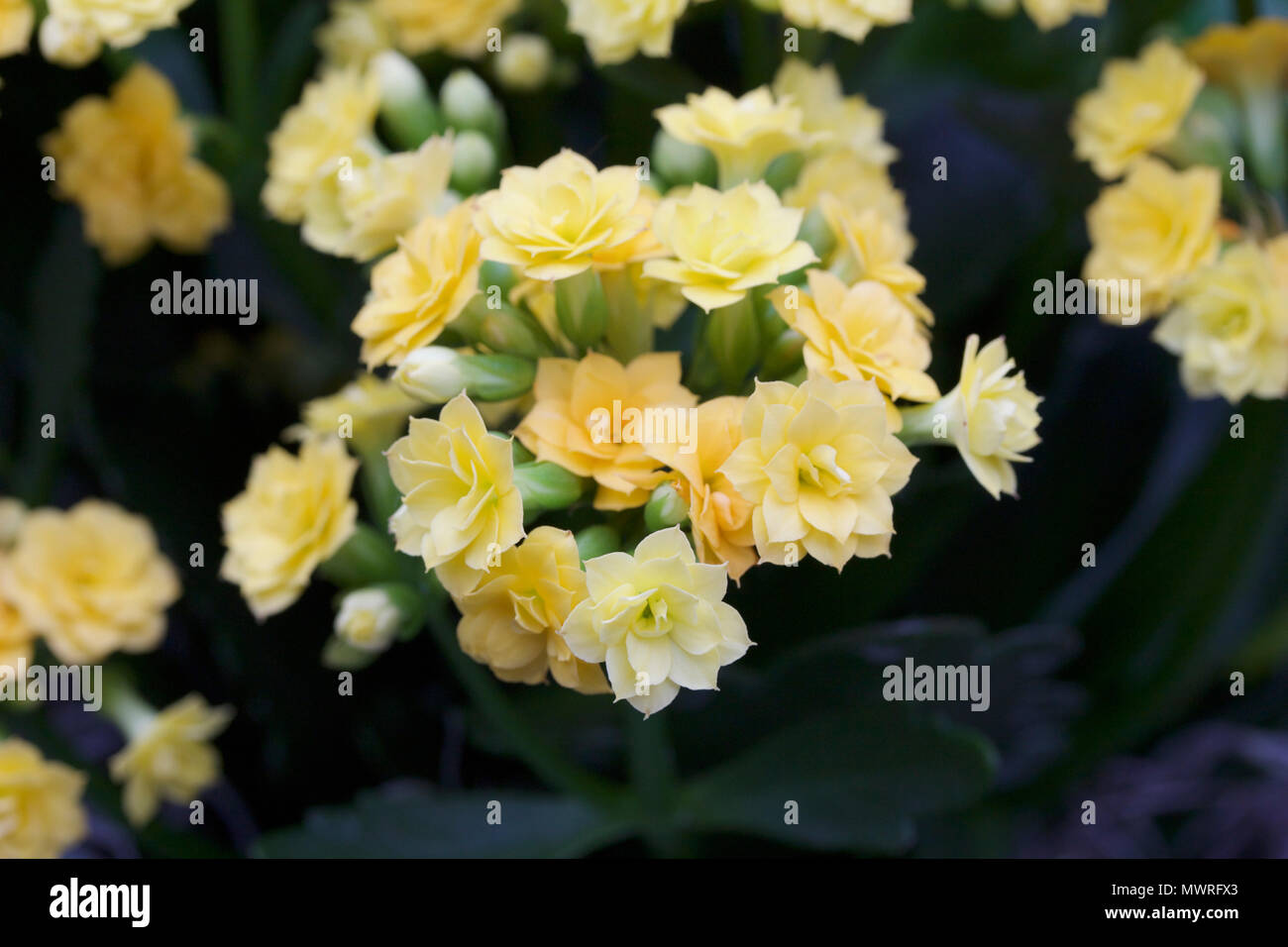 Macro view of yellow Calandiva (Kalanchoe) flowers with indoor lighting ...