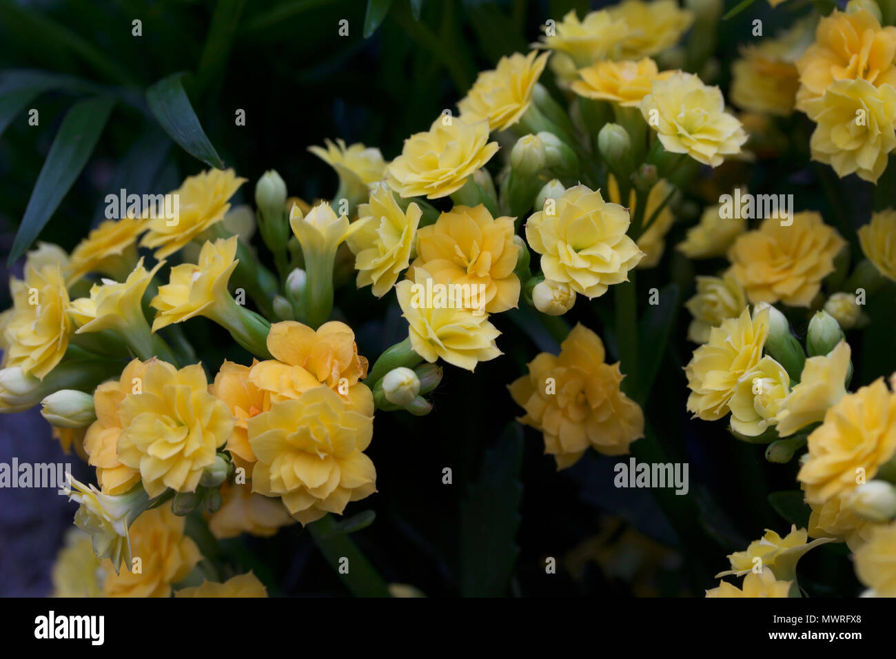 Macro view of yellow Calandiva (Kalanchoe) flowers with indoor lighting ...