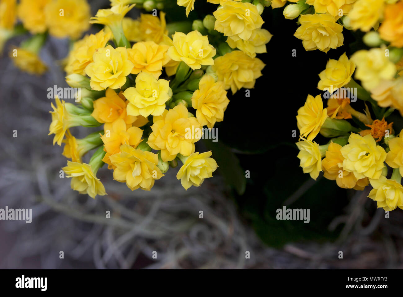 Macro view of yellow Calandiva (Kalanchoe) flowers with indoor lighting ...