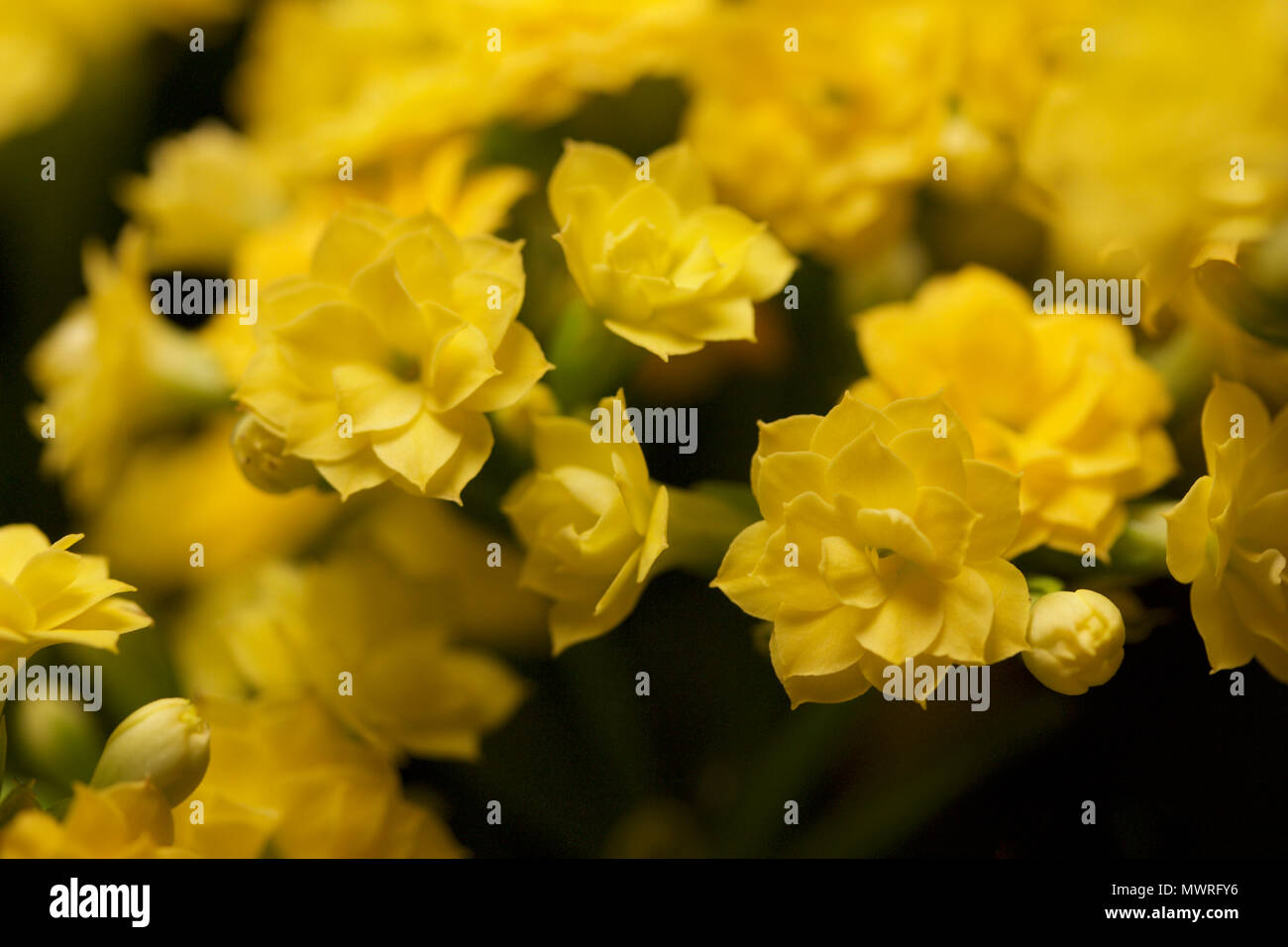 Macro view of yellow Calandiva (Kalanchoe) flowers with indoor lighting ...