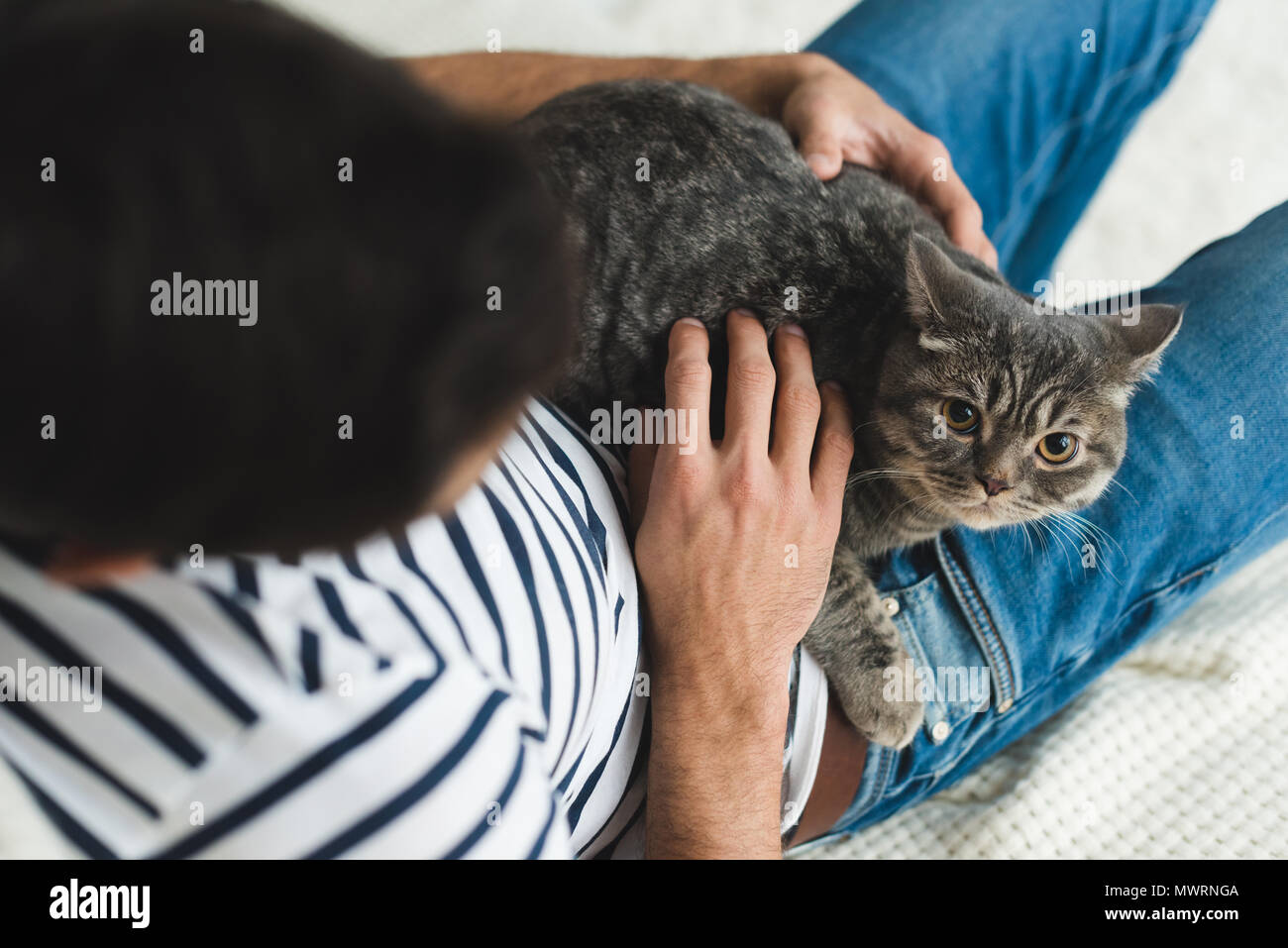 top view of young man petting cute tabby cat Stock Photo - Alamy