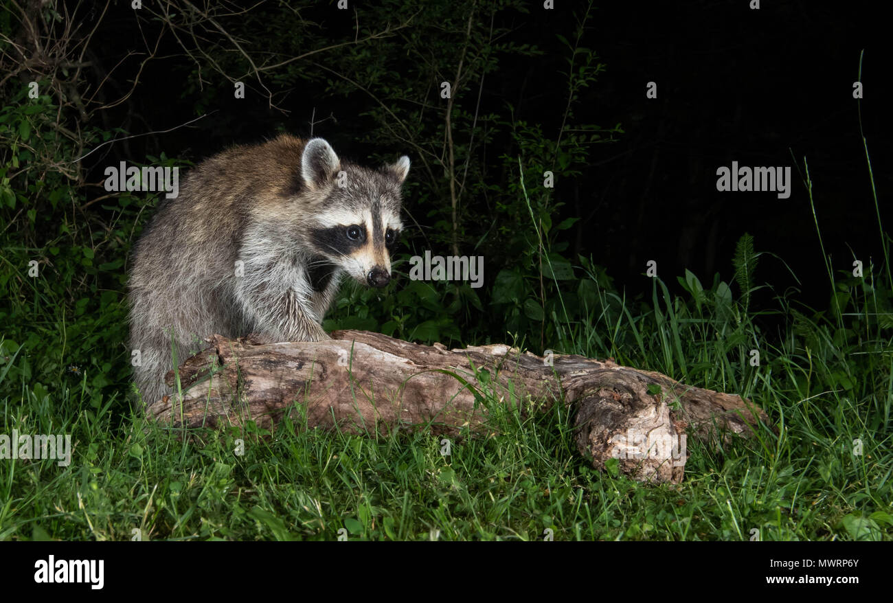 Raccoon night hi-res stock photography and images - Alamy