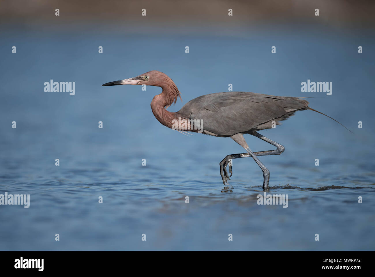 Reddish Egret in Florida Stock Photo - Alamy